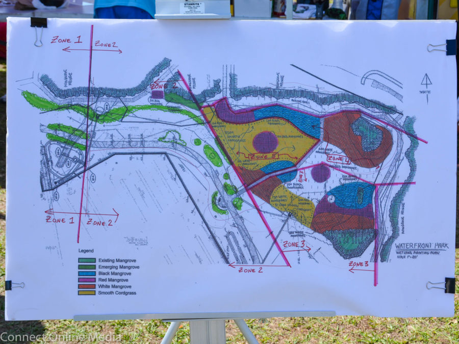 Safety Harbor Waterfront Park planting-10 - Safety Harbor Connect