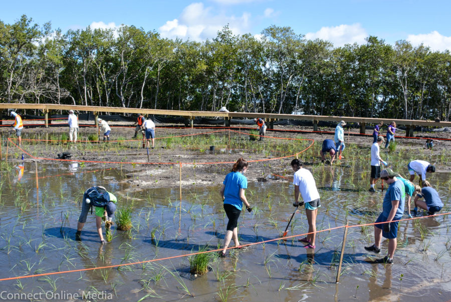 Safety Harbor Waterfront Park planting-5 - Safety Harbor Connect