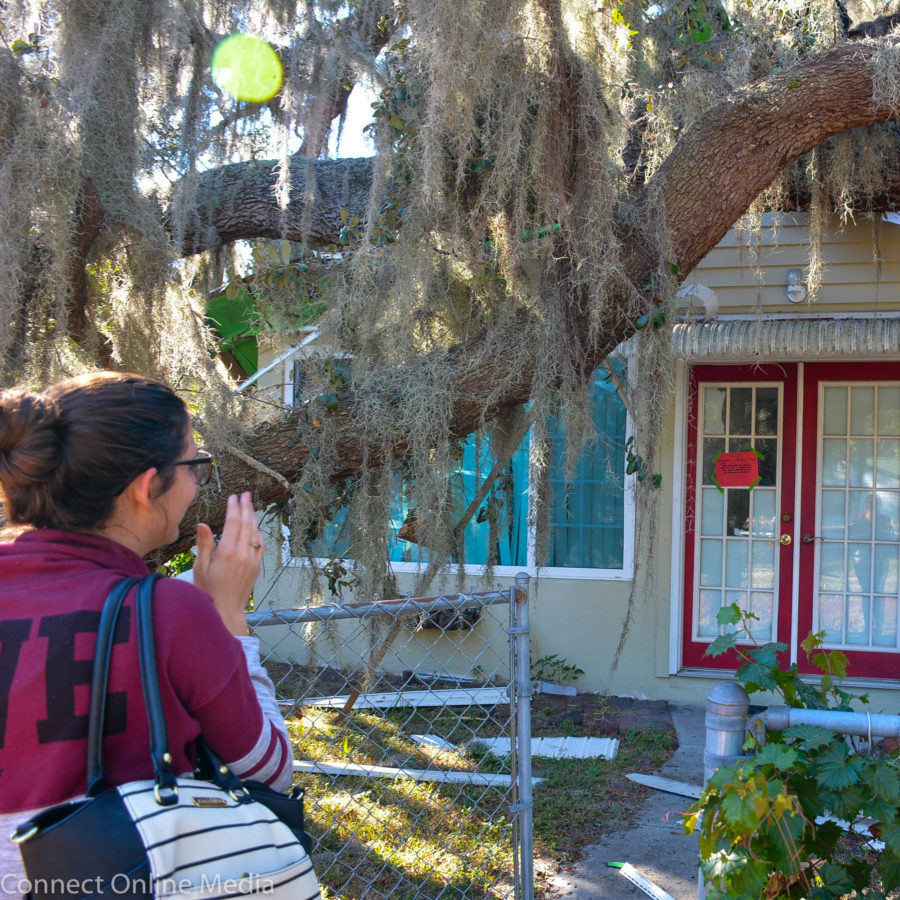 Massive oak tree crushes Safety Harbor home - Safety Harbor Connect