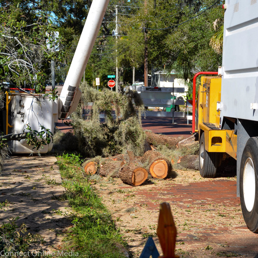 Massive oak tree crushes Safety Harbor home - Safety Harbor Connect